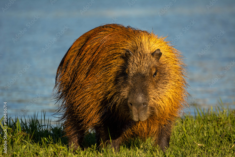 Poster Capybara – Wall Art | UkPosters