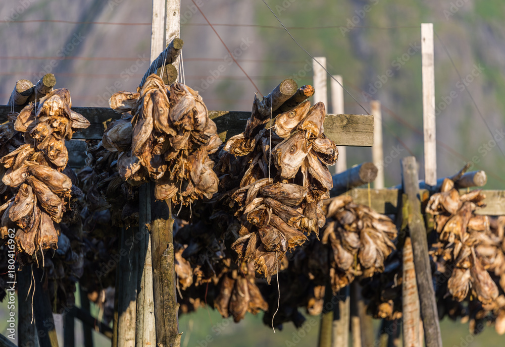 Cod stock fish. Traditional way of drying stock fish in Norway, Lofoten ...