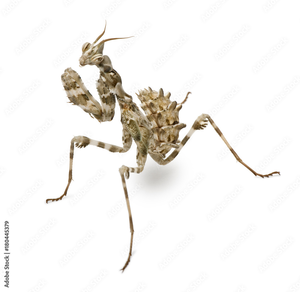 Female Blepharopsis mendica, Devil's Flower Mantis, in front of white ...