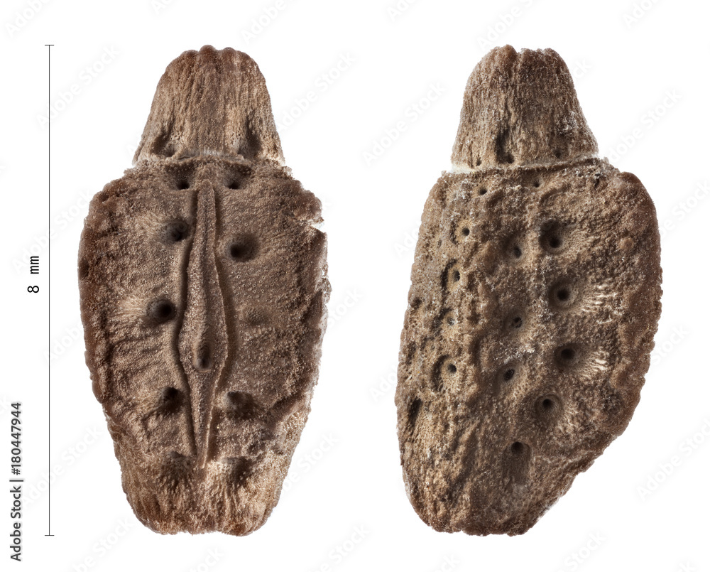 Fotografia do Stock: Egg of Phyllium giganteum with measurements, stick ...