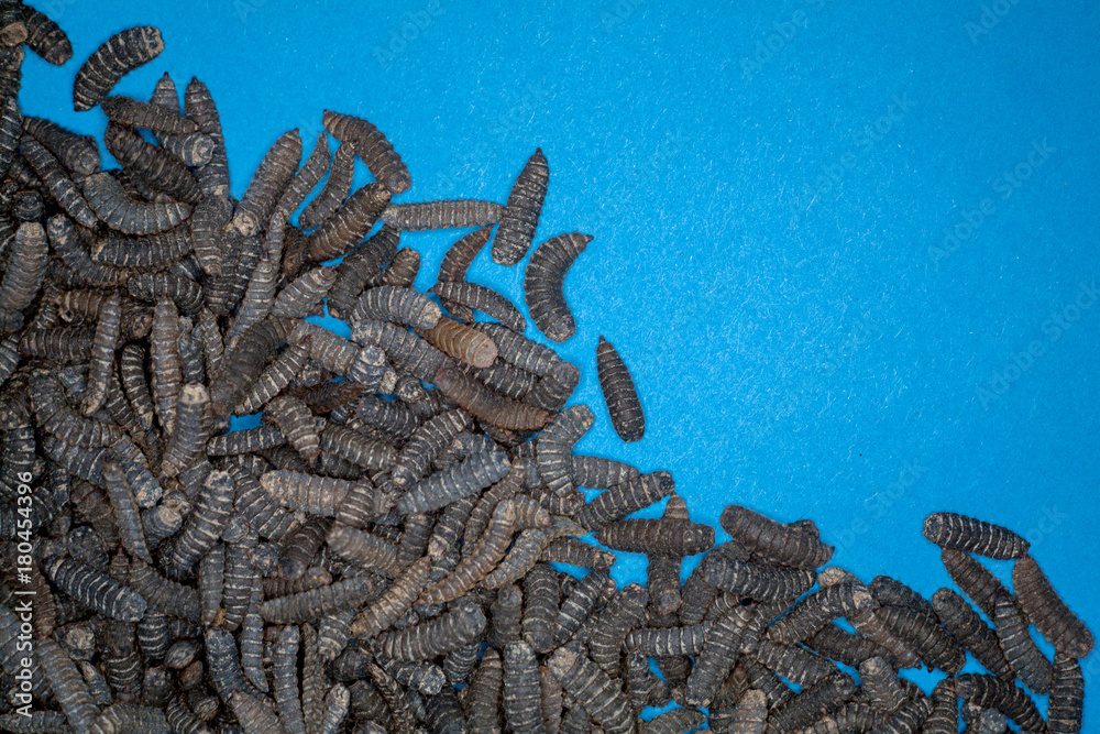 Larvae Hermetia illucens, the black soldier fly Stock Photo | Adobe Stock