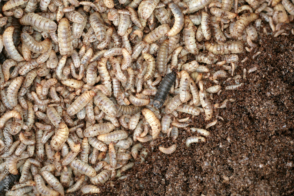 Larvae Hermetia illucens, the black soldier fly Stock Photo | Adobe Stock