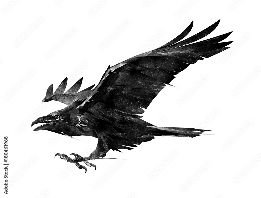 isolated sketch of a flying crow on the side Stock Illustration | Adobe ...