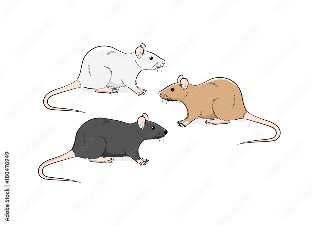 Wild Rat Vector Illustration Stock Vector | Adobe Stock