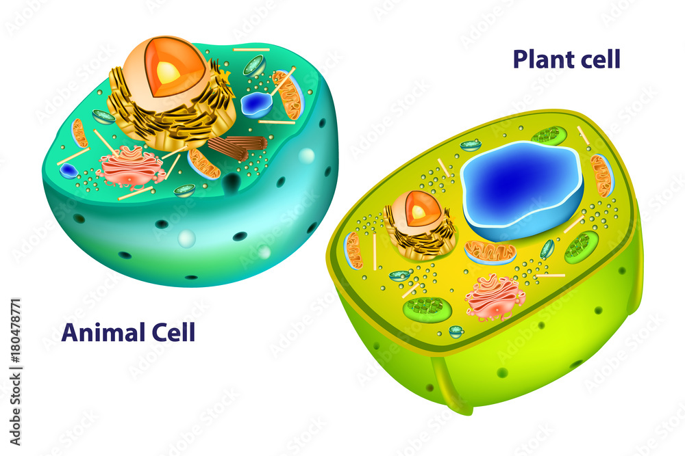 Plant and Animal Cell Stock Vector | Adobe Stock