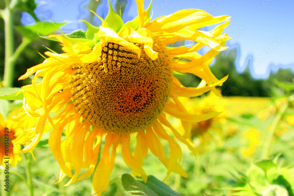 Girasol Con Tallo