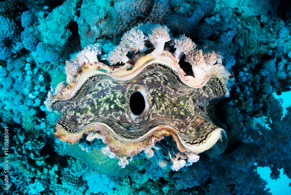 Giant Clam photographed in the Red Sea Stock Photo | Adobe Stock