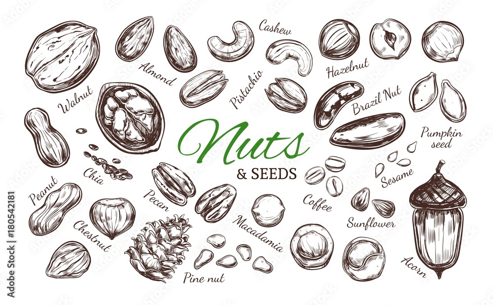 Nuts and seeds collection. Vector Hand drawn objects . Isolated on ...