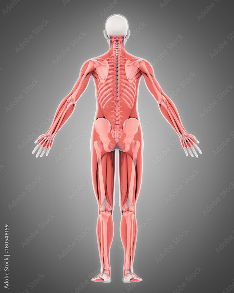 Human Skeleton and Muscle Anatomy Stock Illustration | Adobe Stock