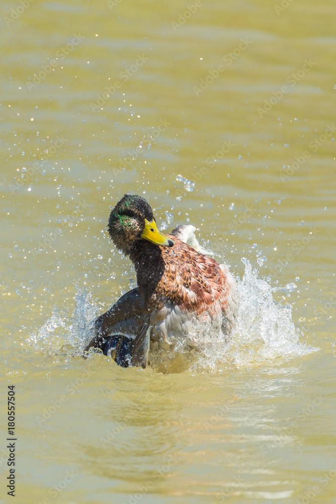 Foto Stock Mallard duck snorting in the lake, water drops | Adobe Stock