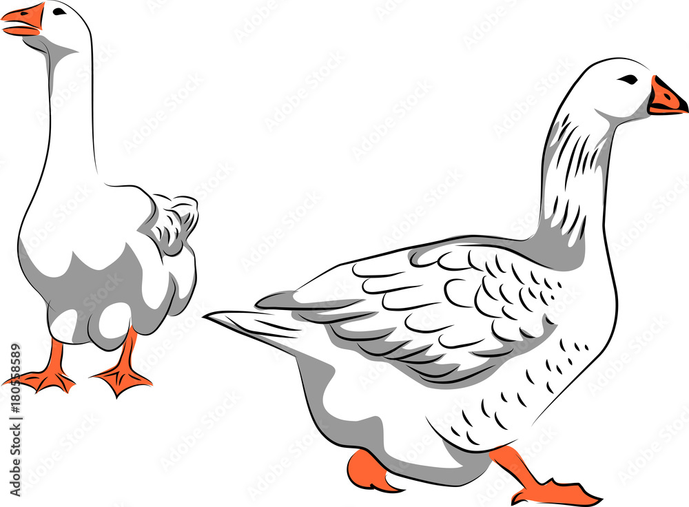 Goose - vector illustration Stock Vector | Adobe Stock