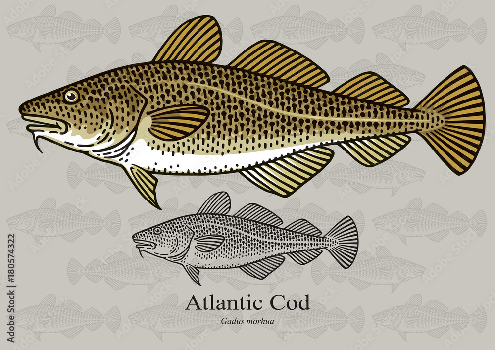 Atlantic Cod. Vector illustration for artwork in small sizes. Suitable ...
