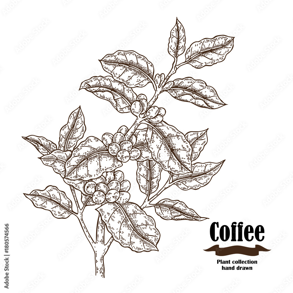 Hand drawn coffee branch with berries and leaves isolated on white ...