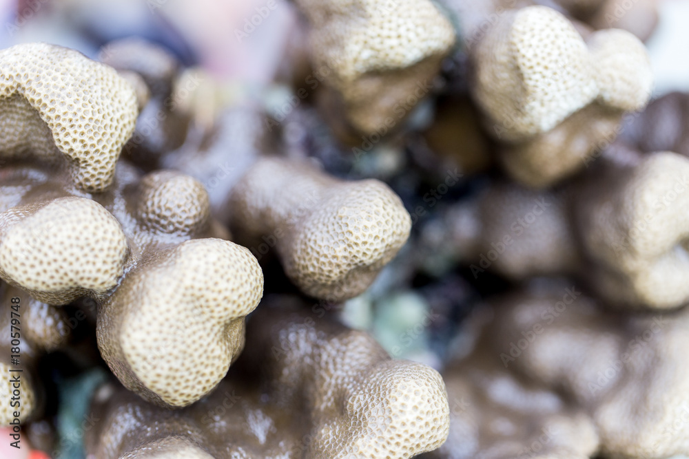 Coral reefs are built from stony corals, which in turn consist of ...