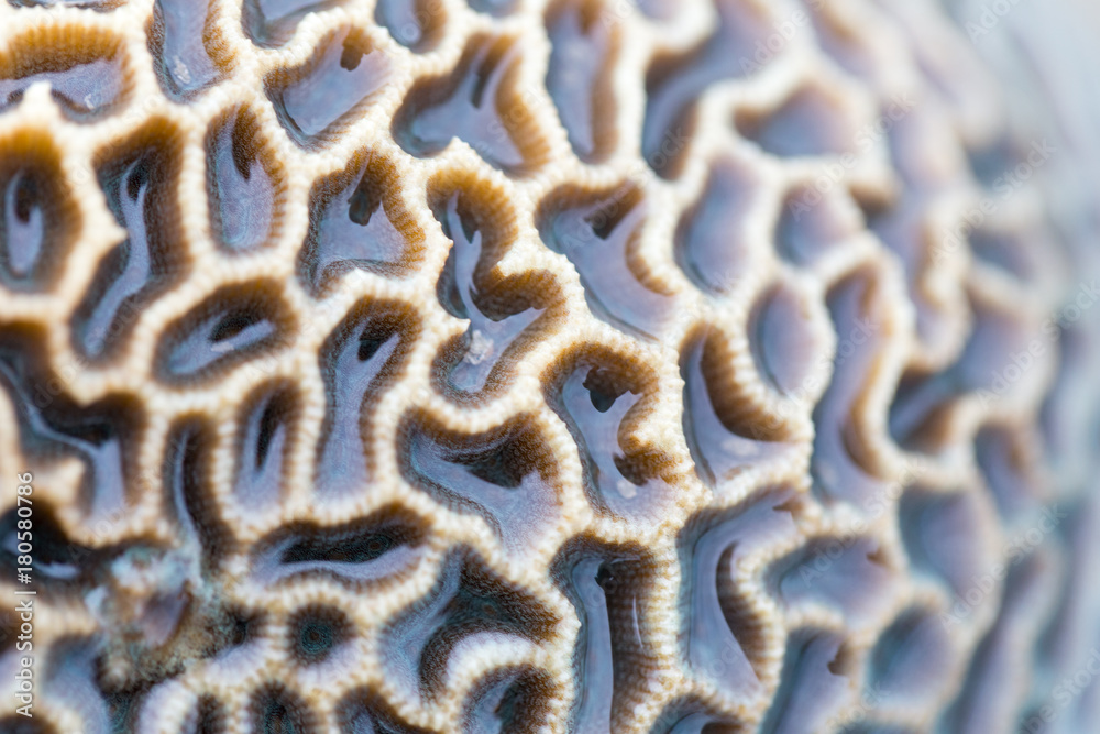 Coral reefs are built from stony corals, which in turn consist of ...