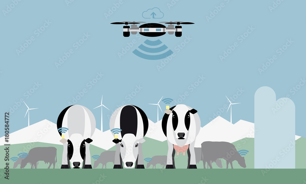 Drone counts cows. Robot shepherd. Internet of things in agriculture ...
