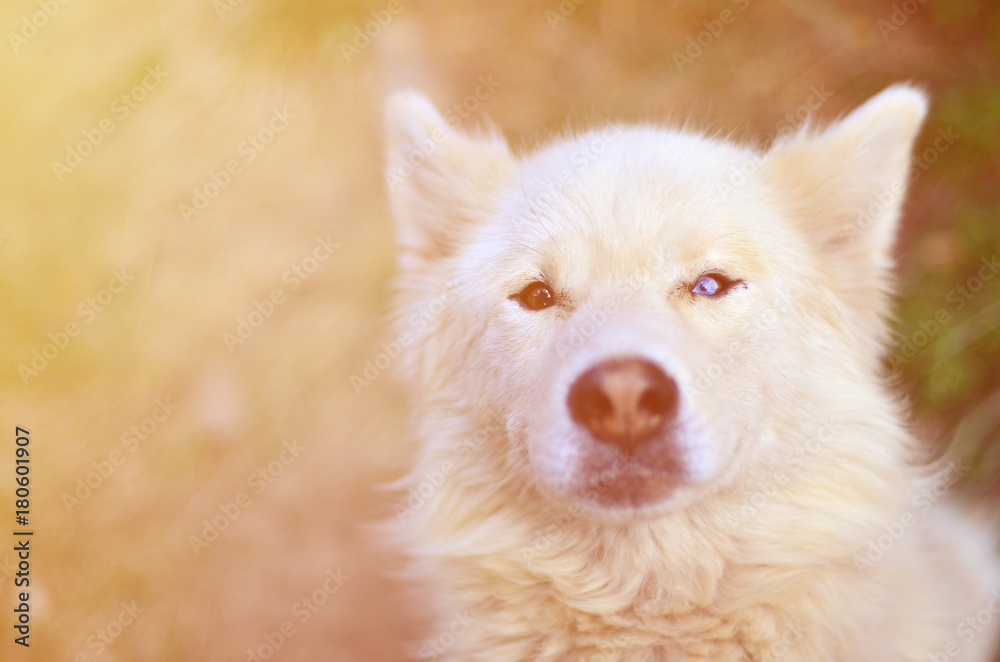 Toned portrait of the White Siberian Samoyed husky dog with ...
