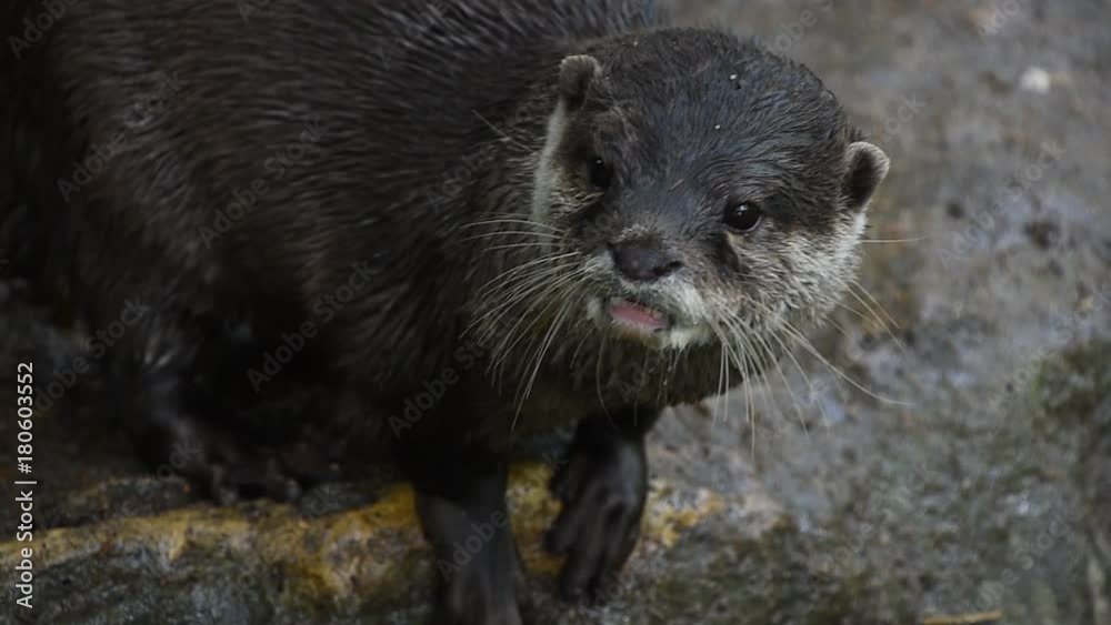 Close up view of several small river otters running and screaming ...