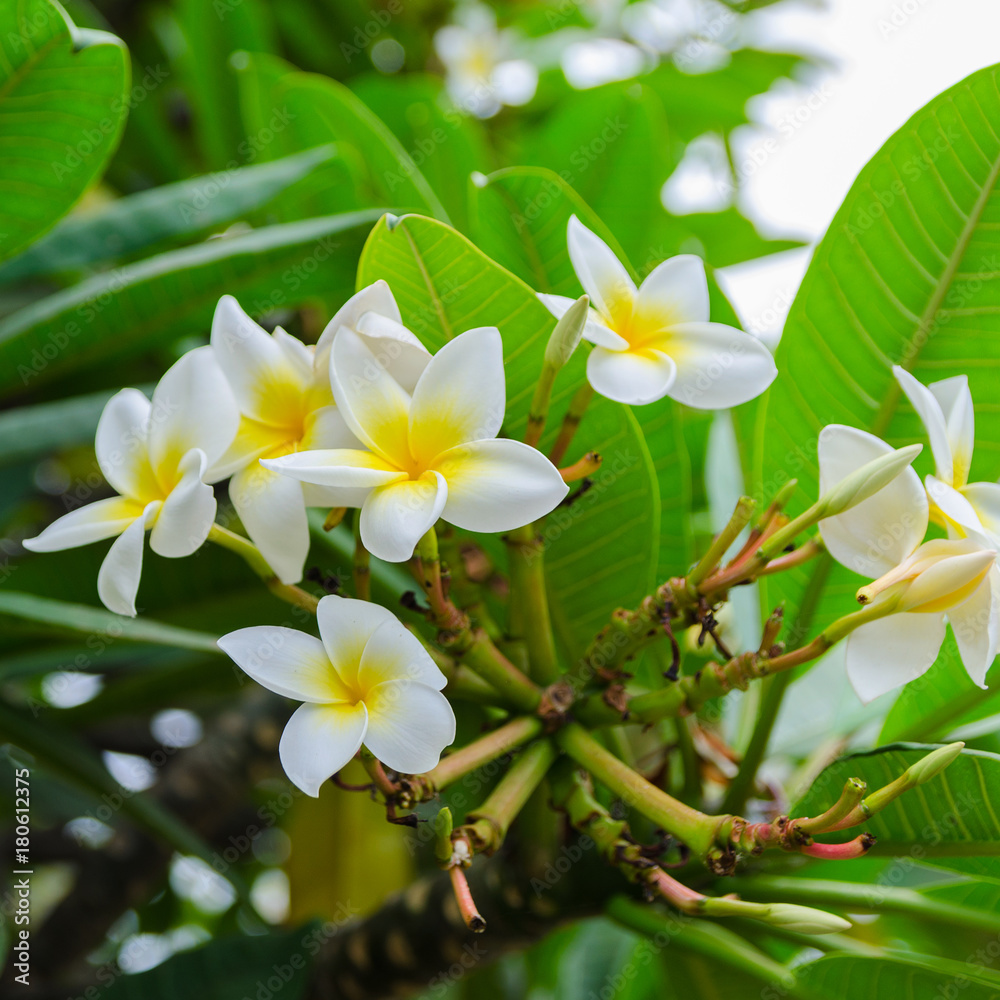 Beautiful Frangipani or Plumeria blooming in garden of Tenerife, Canary ...
