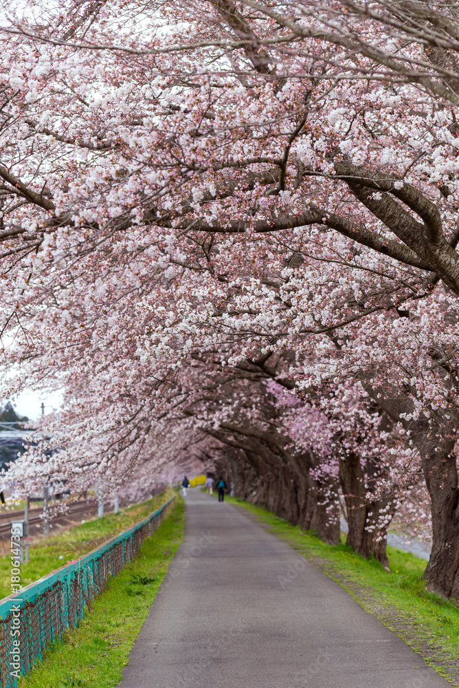 Sakura tunnel and walkway with japanese cherry blossom blooming at ...