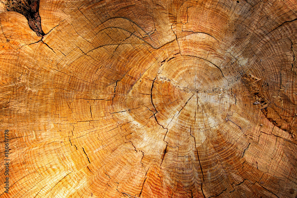 Old tree trunk texture. nature background Stock Photo | Adobe Stock