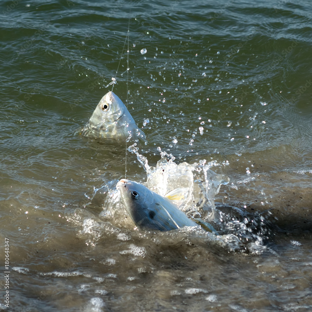Fishing, fish caught on a fishing pole. The pinfish, Lagodon rhomboides ...