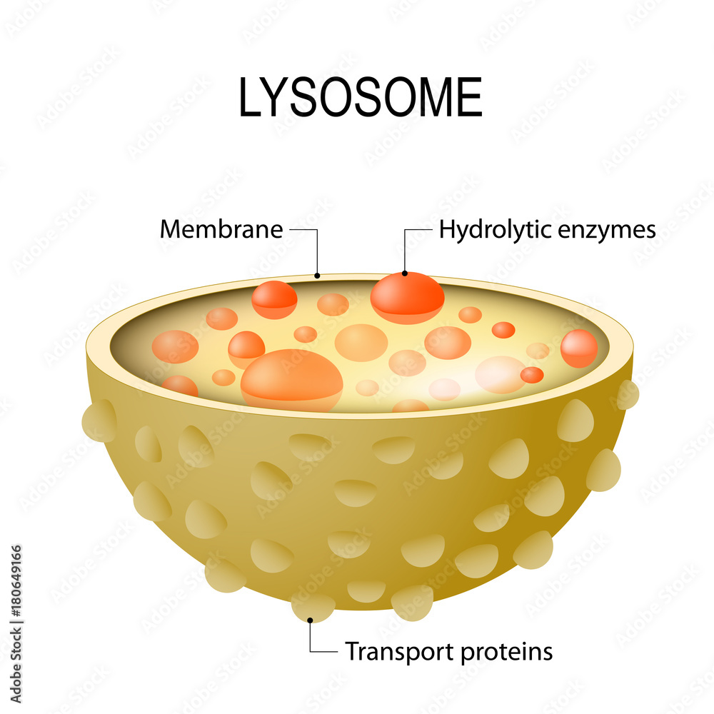 Anatomy of the Lysosome. เวกเตอร์สต็อก | Adobe Stock
