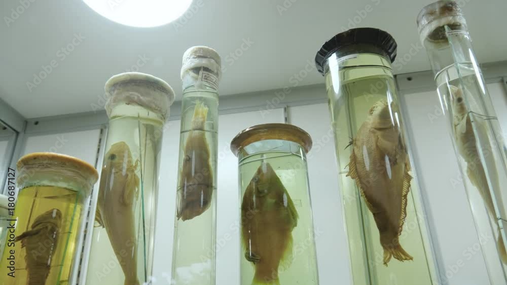 Coelacanth Latimeria chalumnae Lobbed-fin fish, Natural History Museum ...