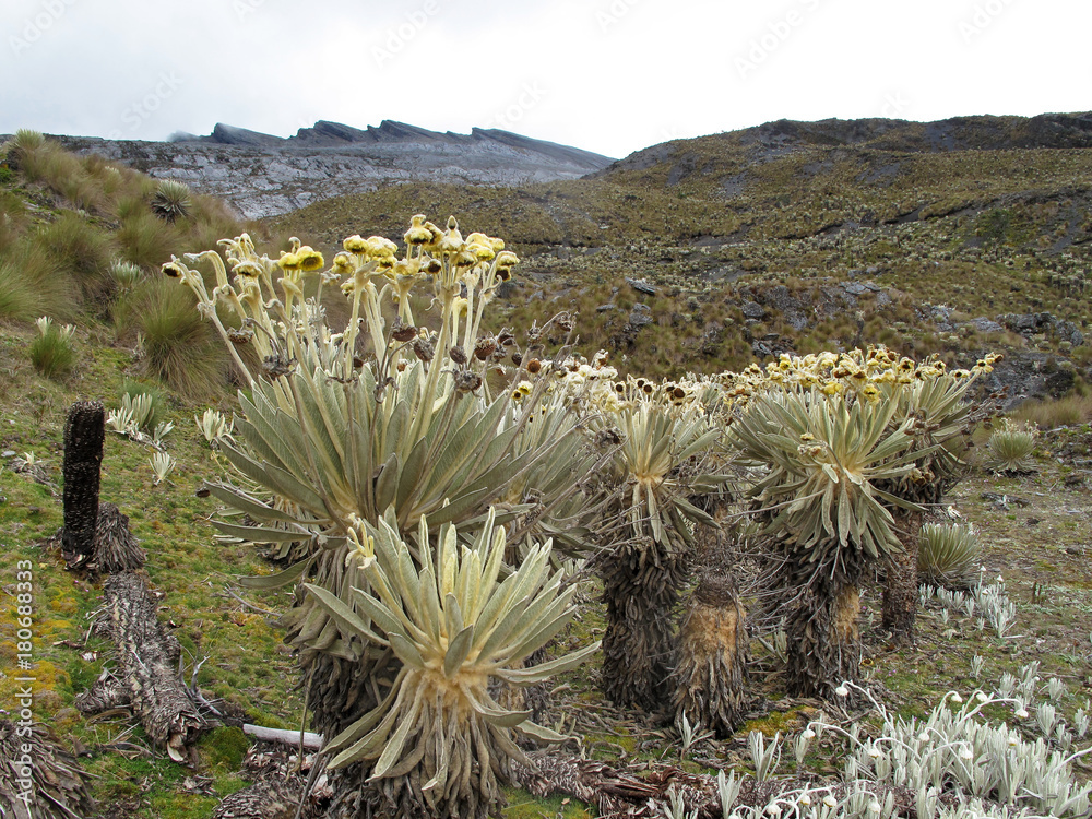 Columbia South America Plants