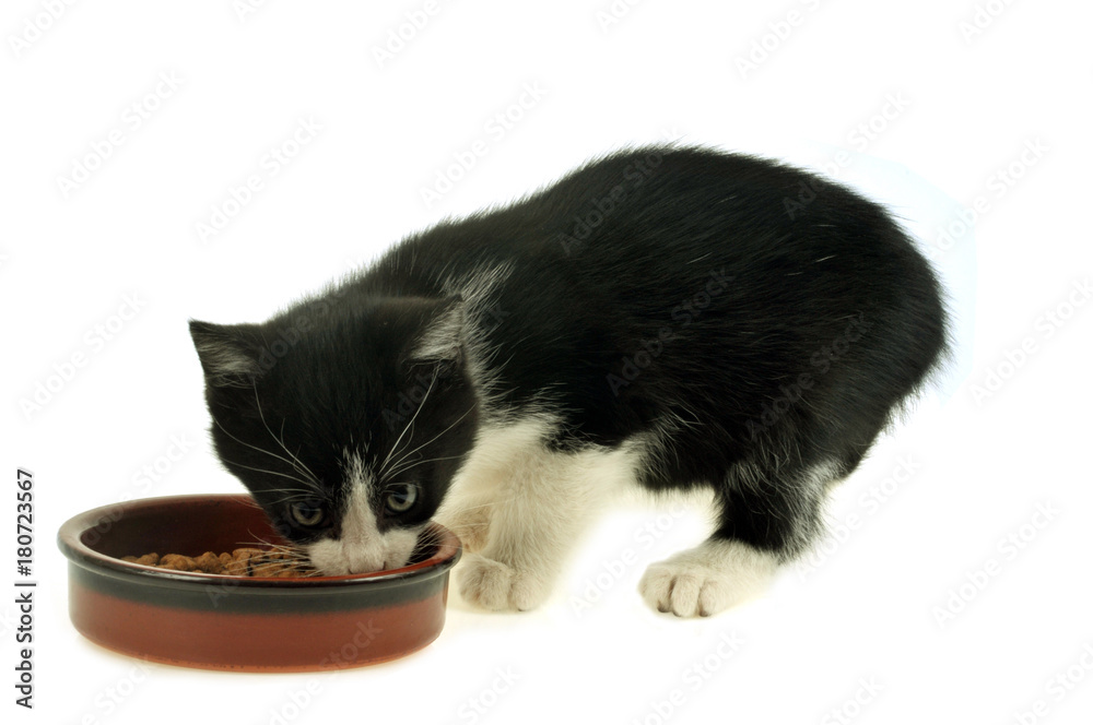 Chaton noir et blanc en train de manger Stock Photo | Adobe Stock