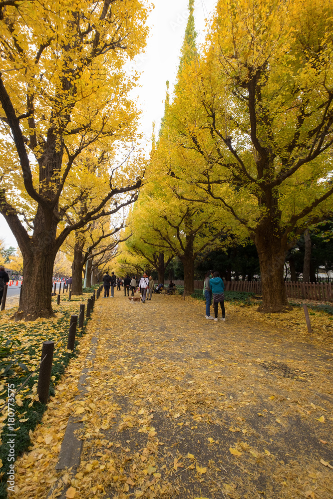 The Ginkgo Avenue in Meiji Jingu Gaien Park is one of the most famous ...
