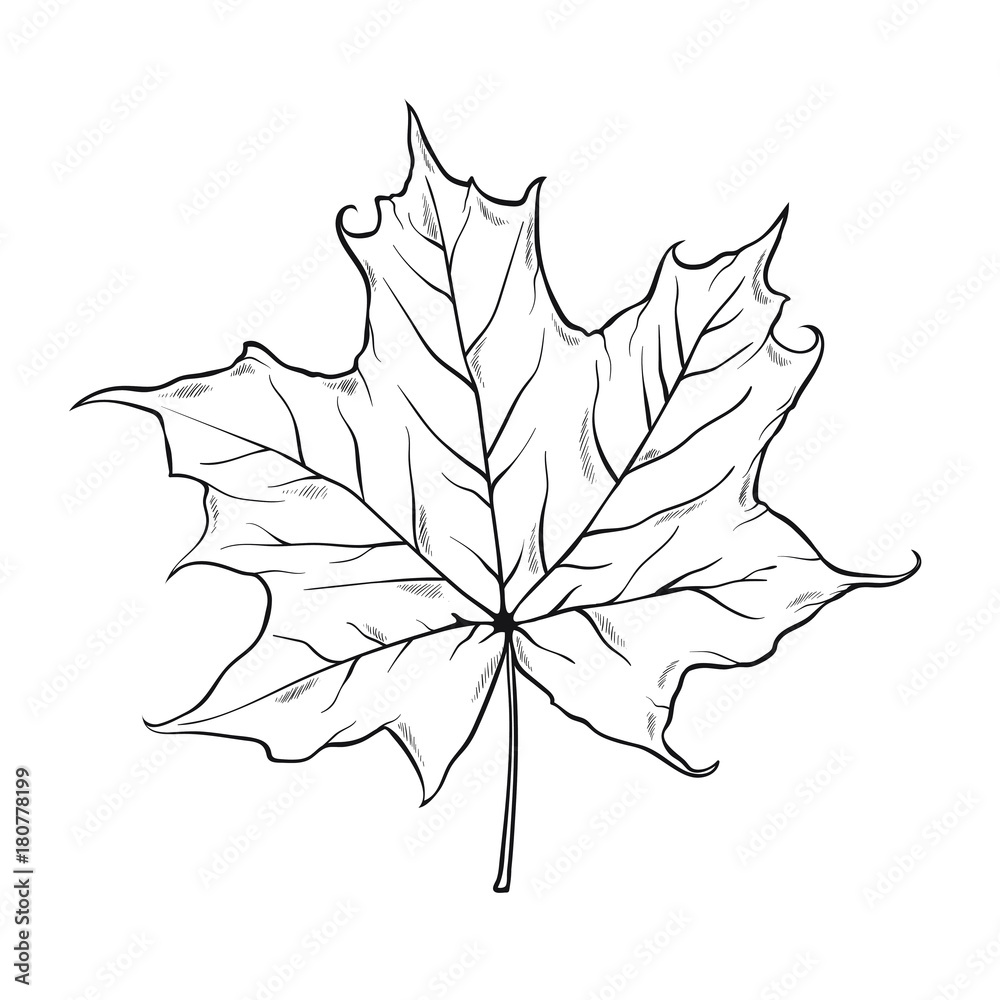 Hand drawn sketch line art of one beautiful leaf, vector illustration ...