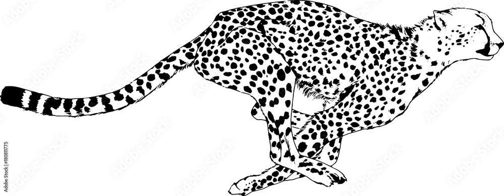Running Cheetah Drawing