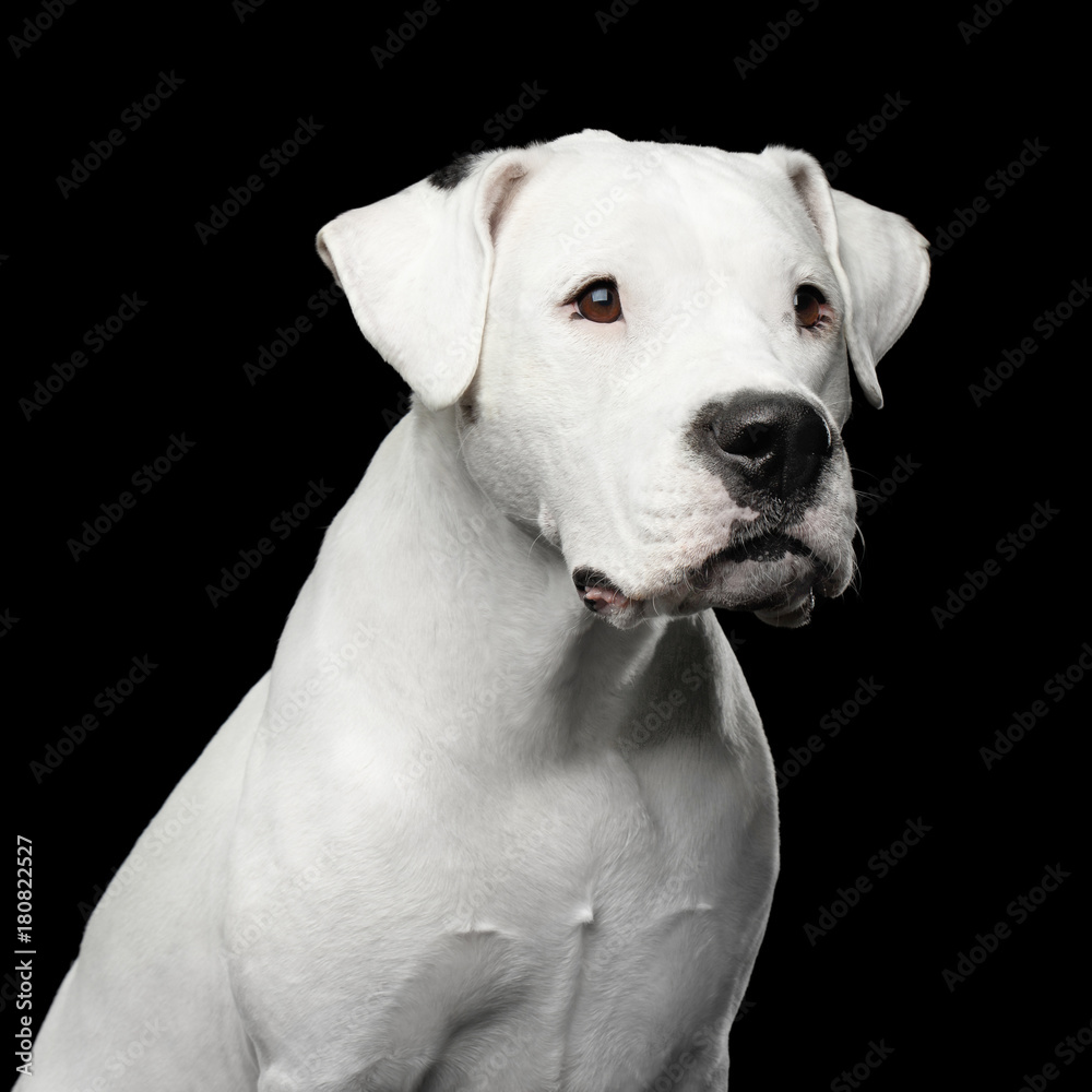 White Dogo Argentino