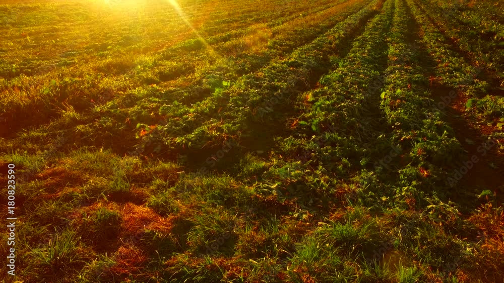 Intensive sun rays (no post production) of a morning sun, shinning over ...