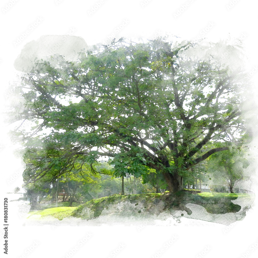 The giant green rain tree (East Indian walnut). Watercolor painting ...