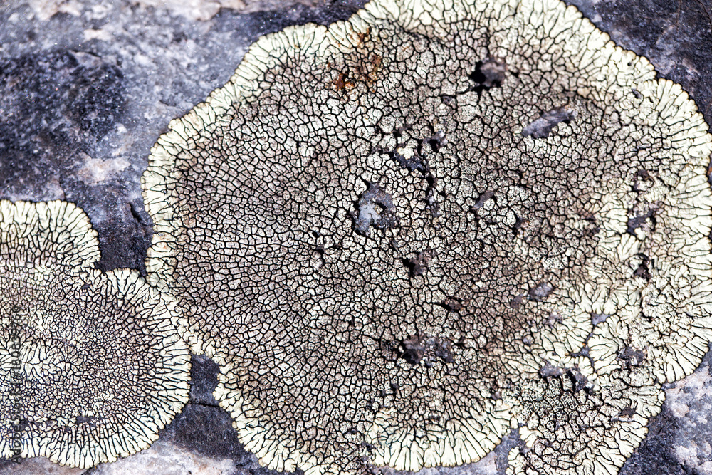 Hammered Shield Lichen or Waxpaper lichen on rock in black & white. The ...