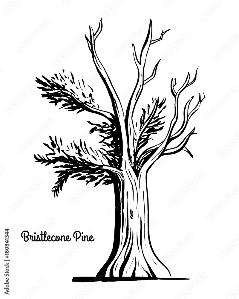 Vector sketch illustration. Black silhouette of Western Bristlecone ...