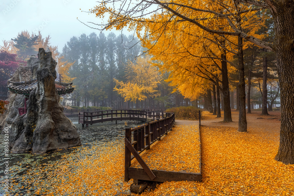 Autumn beauty of the nami island in the fall.The leaves are changing ...