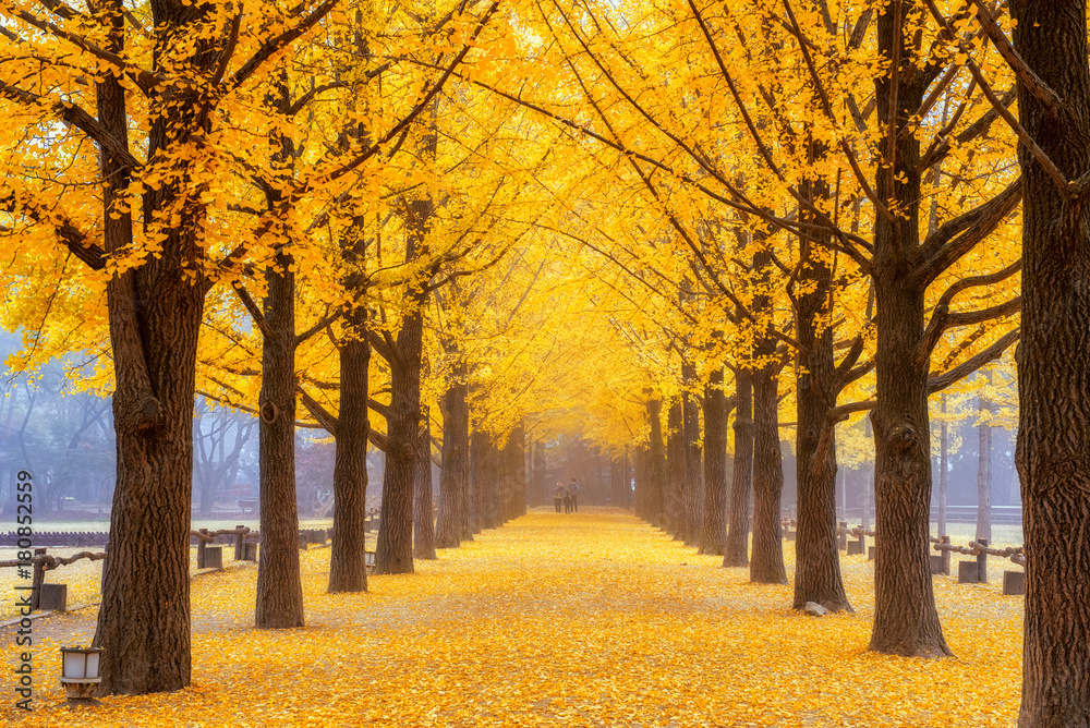 Autumn beauty of the nami island in the fall.The leaves are changing ...