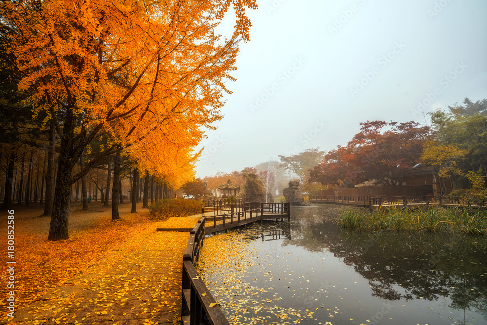 Autumn beauty of the nami island in the fall.The leaves are changing ...