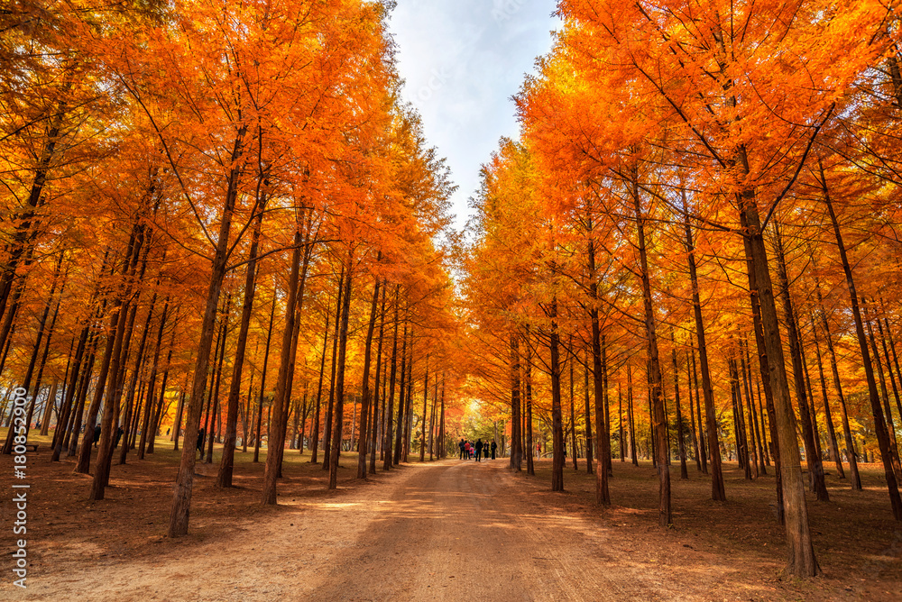 Autumn beauty of the nami island in the fall.The leaves are changing ...
