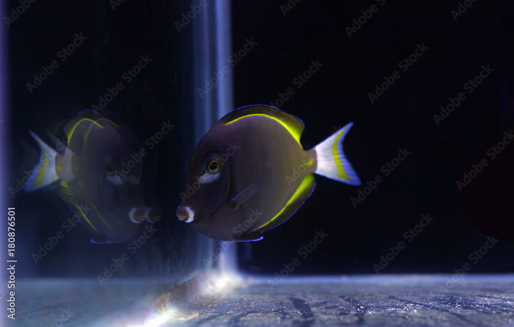 Powder Black Tang