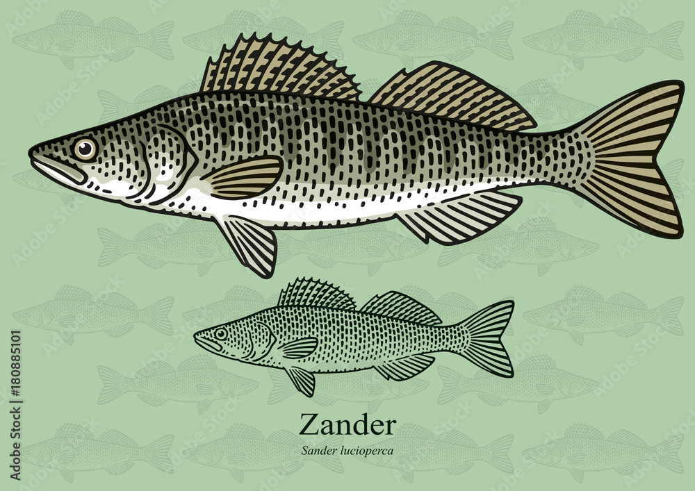 Zander. Vector illustration for artwork in small sizes. Suitable for ...