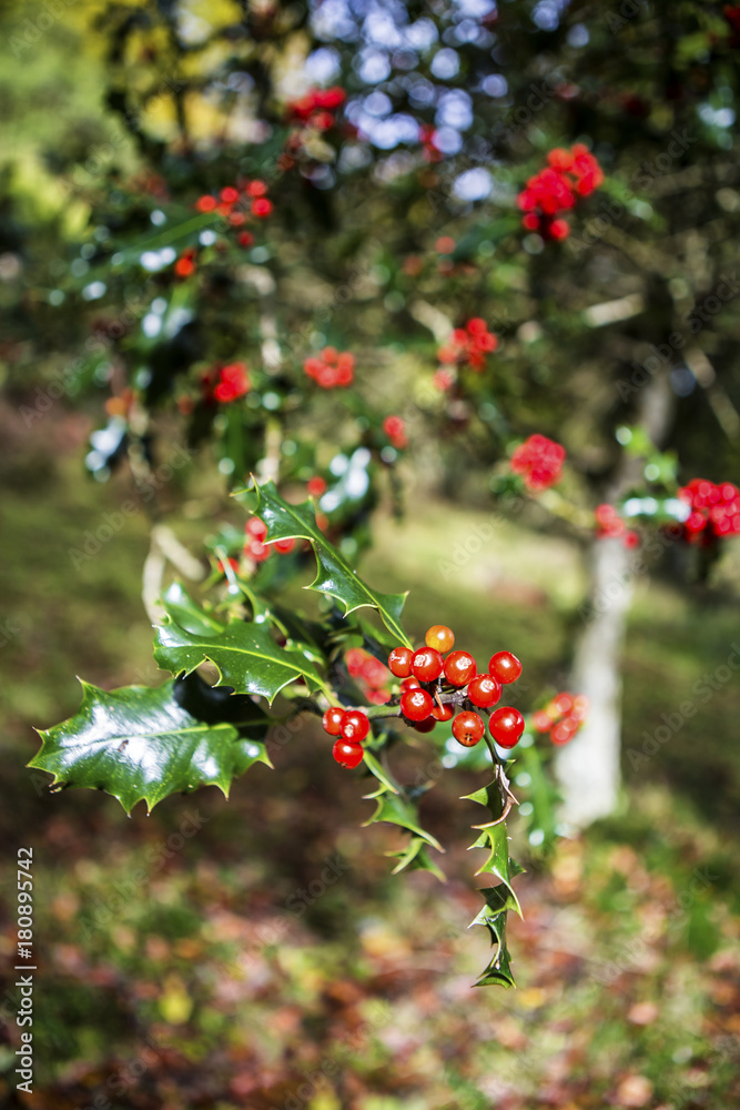 Rama de acebo con frutos y hojas Stock Photo | Adobe Stock