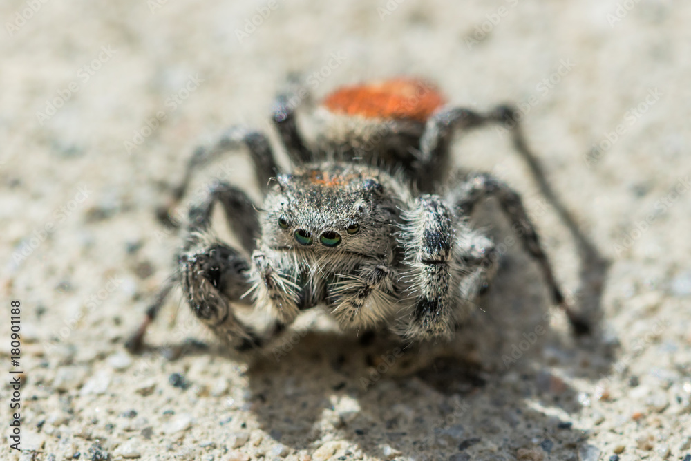Red Back Jumping Spider