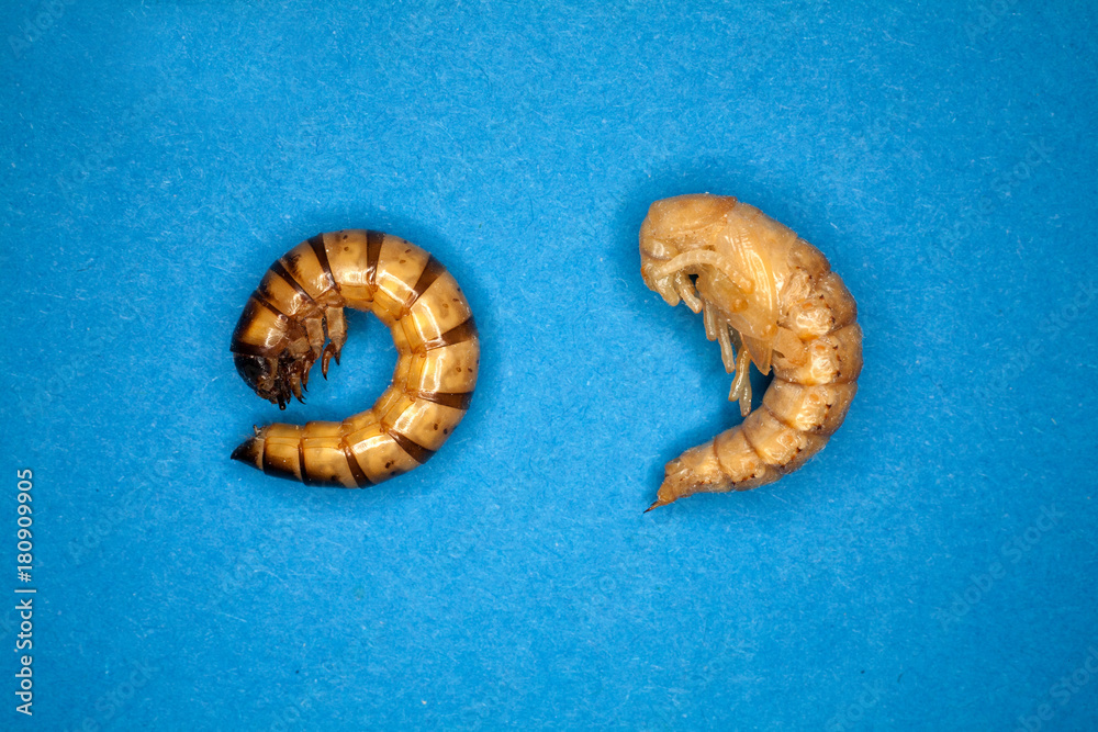 larvae Zophobas morio, superworm, zophobas. By comparison, rebirth ...