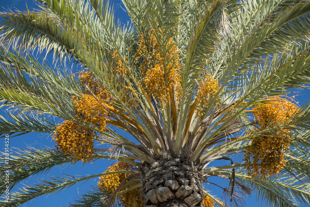 Phoenix Canariensis - Palmera Canaria. Stock Photo | Adobe Stock