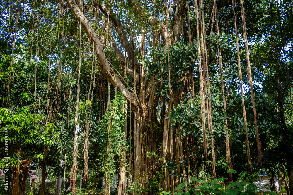 Ficus macrophylla, commonly known as the Moreton Bay fig or Australian ...