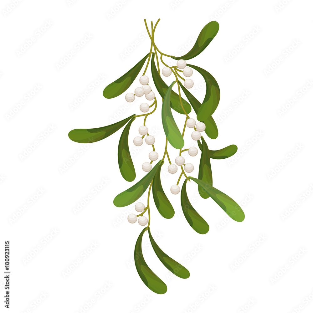 A sprig of mistletoe plants. Green leaves ,white berries. Christmas ...